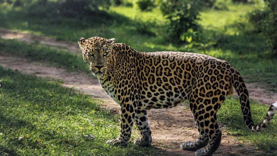 Leopard attacks motorbike rider in Junnar | Hindustan Times