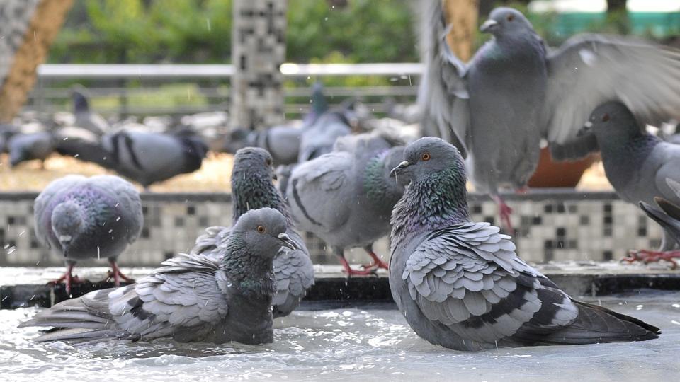 Pigeon pie, anyone? Thailand hosts cooking competition to get rid of ...
