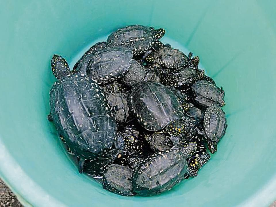 Bihar resident tries to smuggle 50 turtles, arrested in Thane | Mumbai news