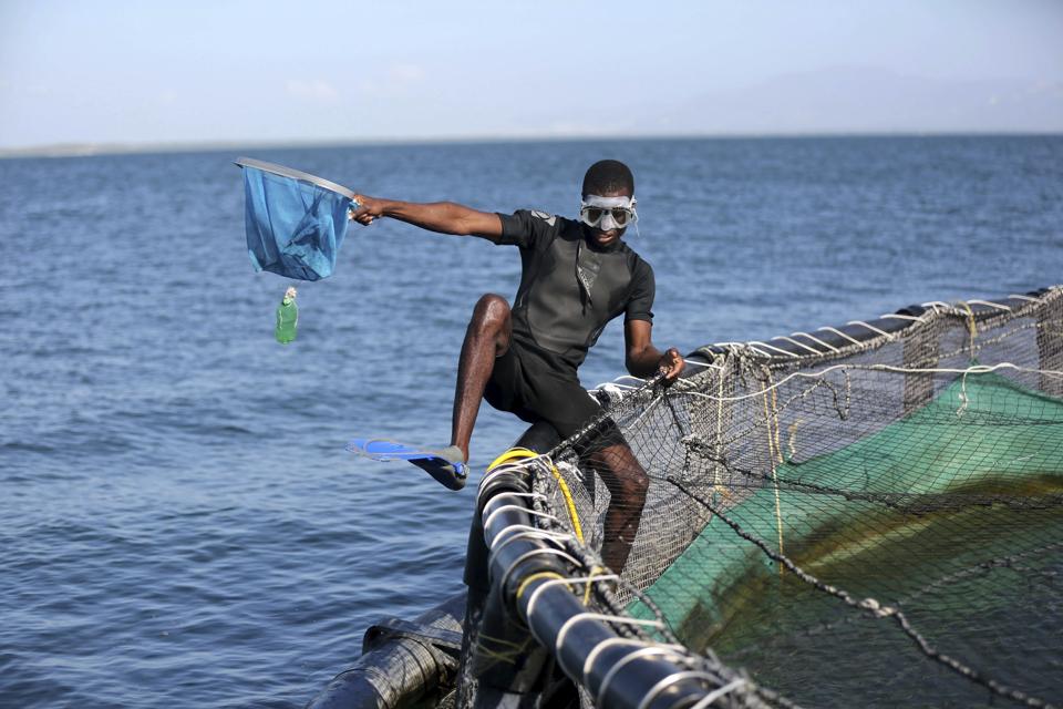 Photos: Haitian expats return home to make fish affordable | Hindustan ...