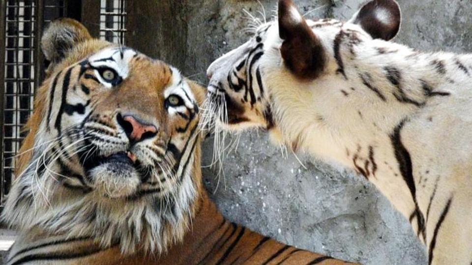 New Royal Babies: White Tigress and Royal Bengal Tiger get busy at ...
