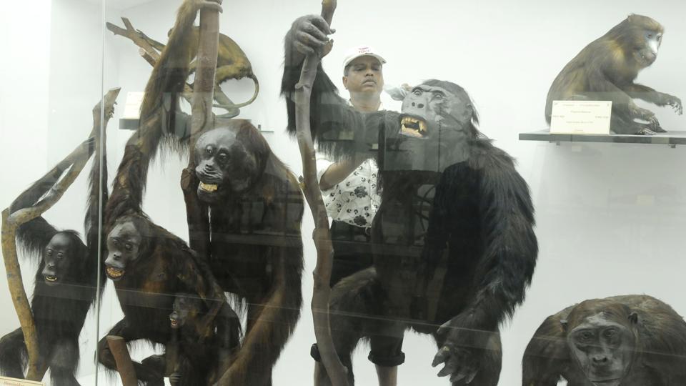 Photos: Revamped galleries and new exhibits at Kolkata’s Indian Museum ...