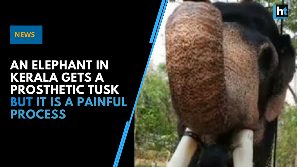 An elephant in Kerala gets a prosthetic tusk and it is a painful ...