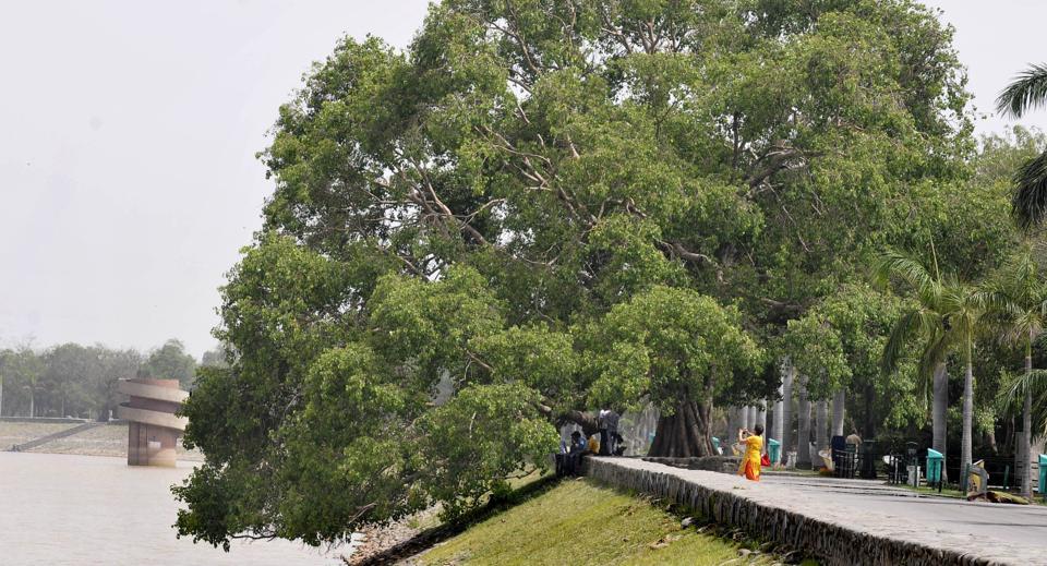 Photos: Chandigarh’s green heritage, a step towards conversation of old ...