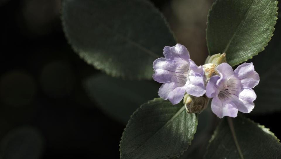 Photos: Neelakurinji flower bloom begins in Munnar, ending a 12-year ...