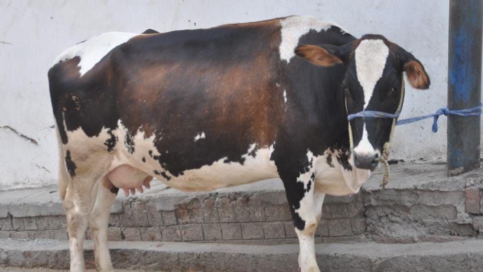 Uttarakhand eyes advanced technologies to promote high milk-yielding ...