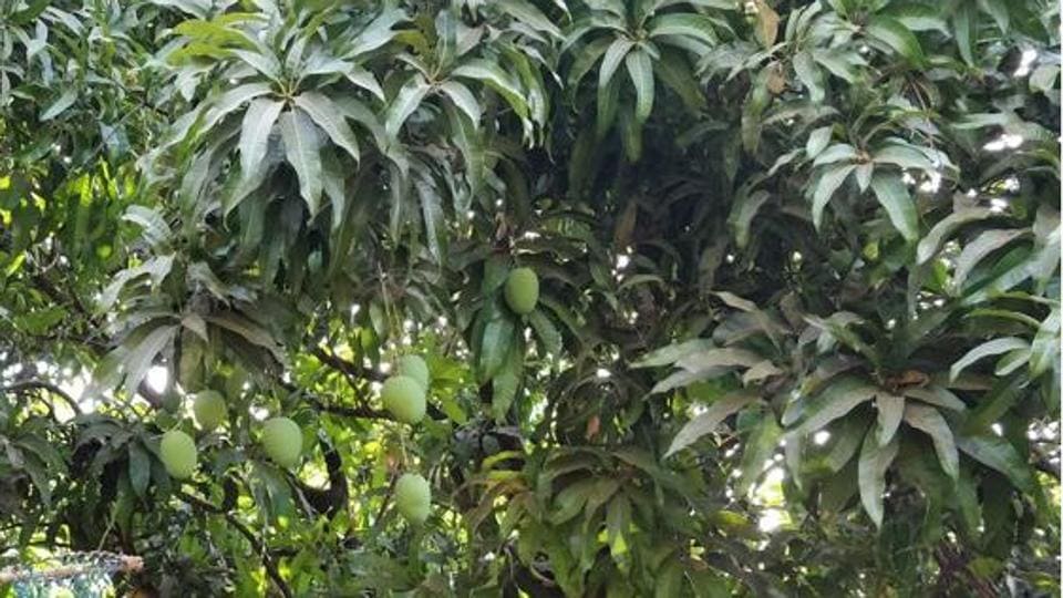 7-yr-old boy killed after he objects to mango theft by dad’s friend ...