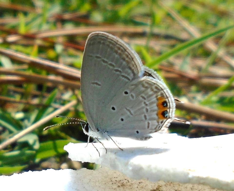 Vanishing Himalayan butterflies: No recent record of 51 species in ...
