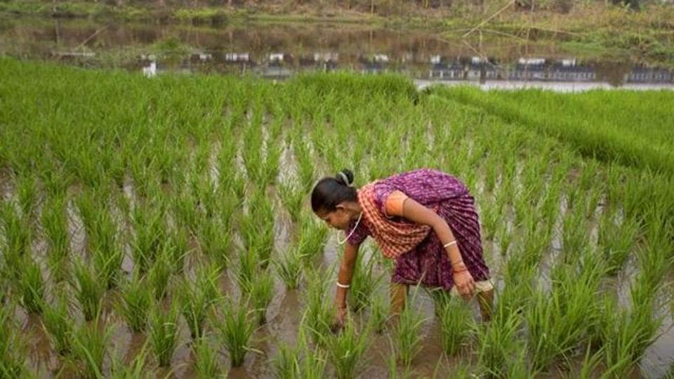 Bihar to give free crop assistance to all farmers | Latest News India