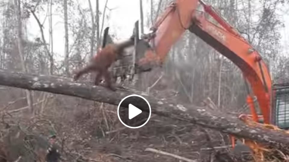 Watch: Orangutan tries to fight off bulldozer destroying his ‘home ...