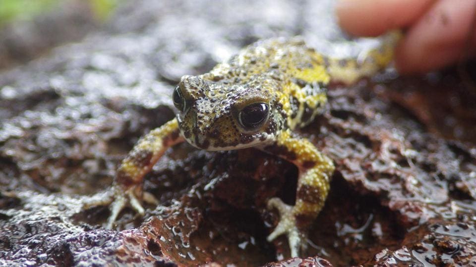 Killer fungal infection detected in 2 endangered amphibians in Western ...