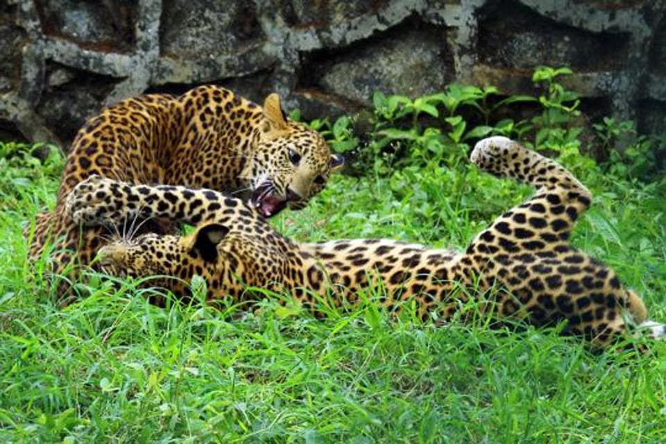 Leopard cub dies at Mumbai’s national park, officials suspect poisoning ...