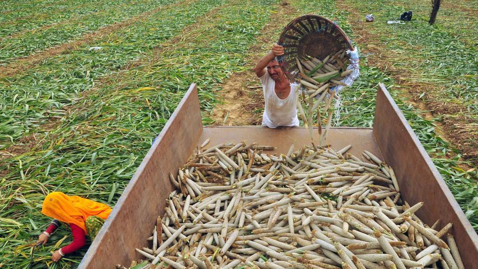 ₹2,800 crore crop loan disbursed for Kharif season in Rajasthan ...