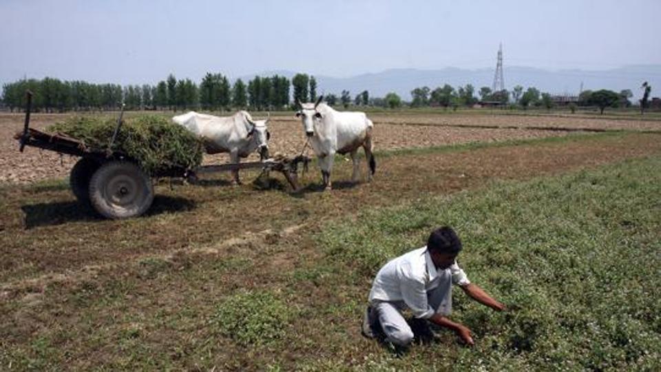Basmati is the pride of our subcontinent - Hindustan Times