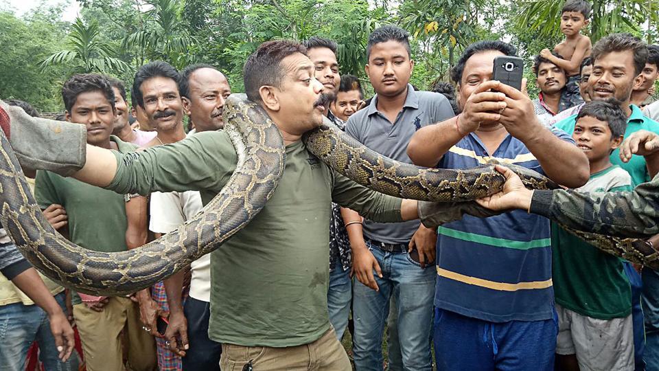 Bengal forest officer nearly strangled while taking photos with python ...