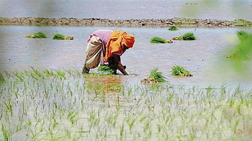 Labour pangs leave Punjab’s paddy farmers high and dry | Hindustan Times