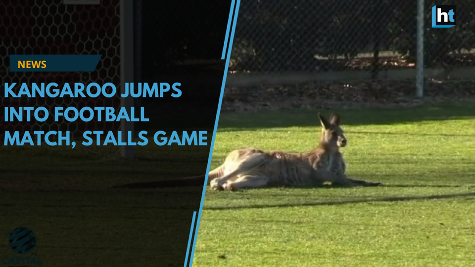 Kangaroo ‘invades’ football match in Australia, delays game for 32 ...