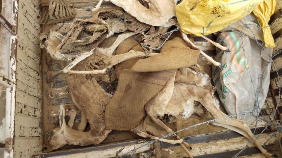 Chinkara deaths continue unabated in Jaisalmer, 40 killed in a month ...