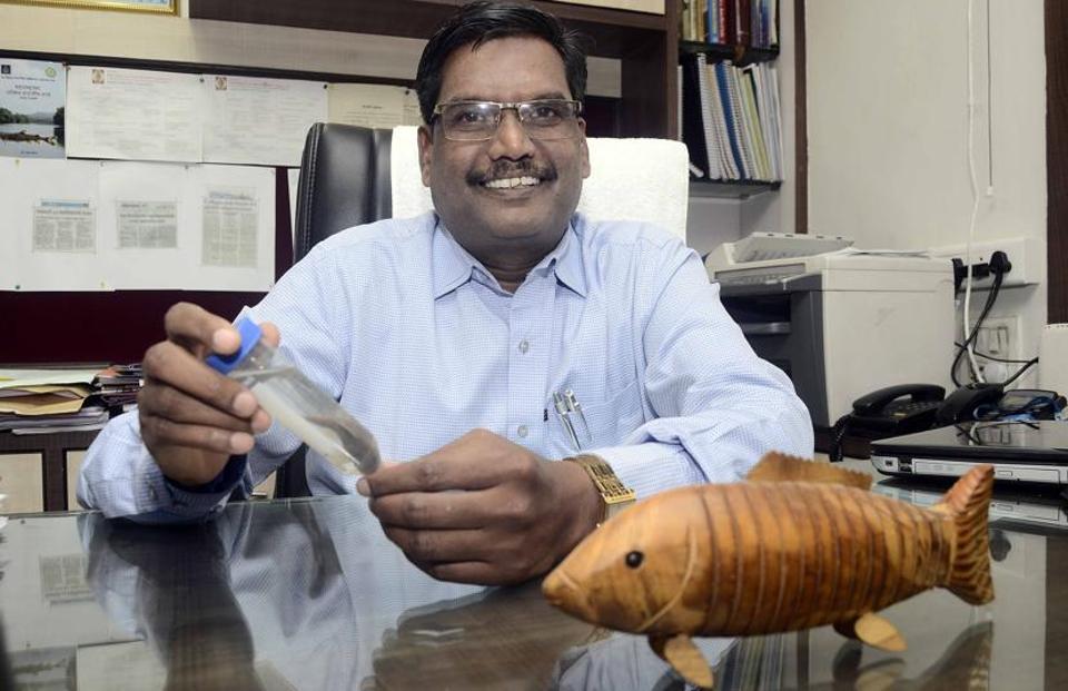 How fresh water fish species in Pune rivers are being ‘murdered’ by ...