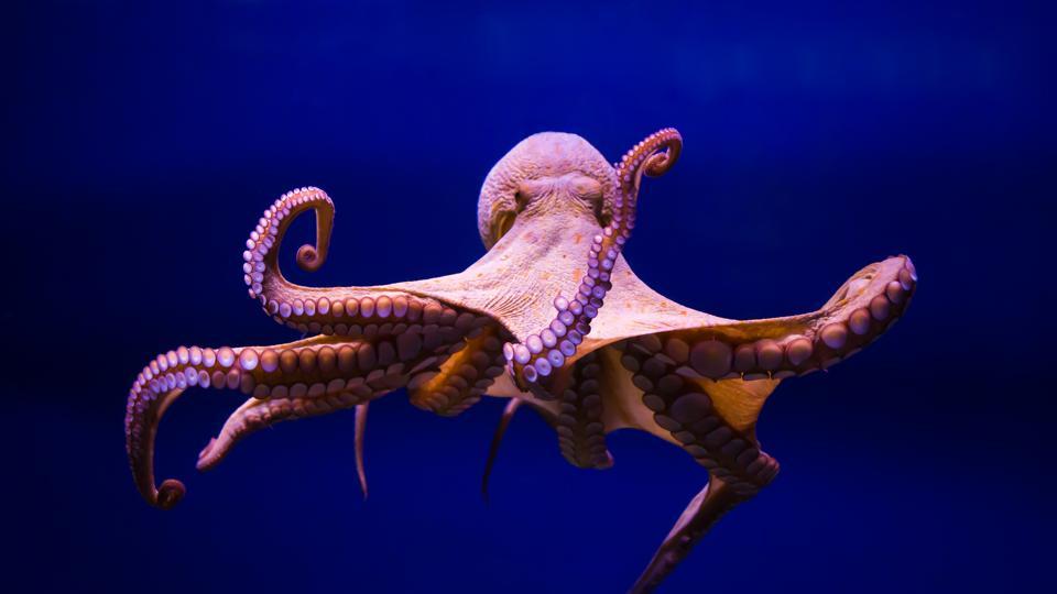Japan’s oracle octopus Rabio boiled and butchered, says fisherman who ...