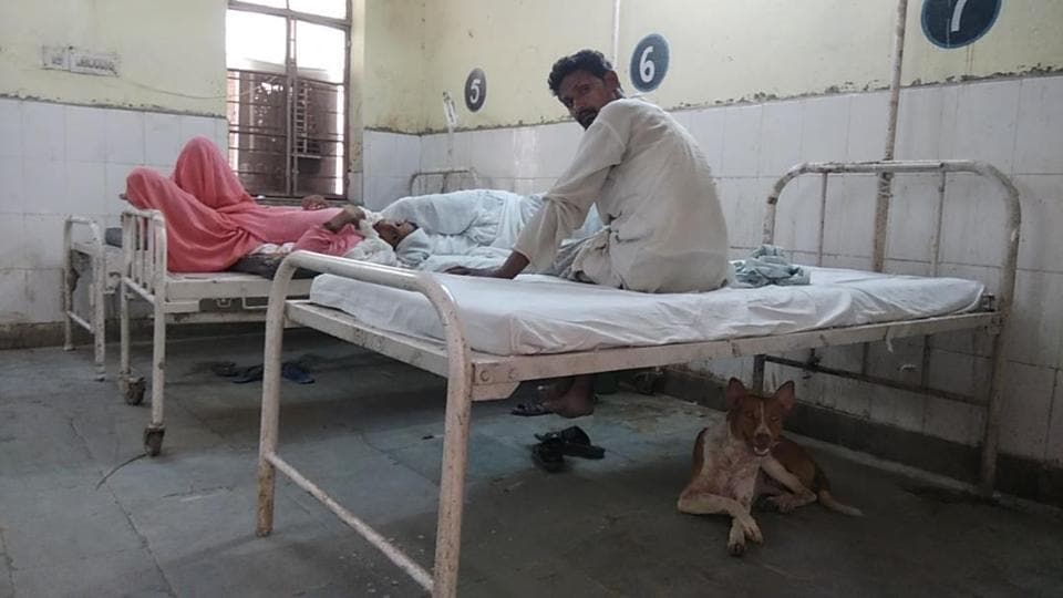 Stray dogs have a free run in Rajasthan hospital | Hindustan Times