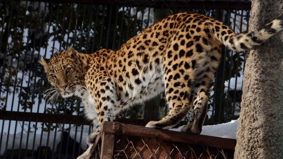 Leopard kills man in Rajaji, 20th such incident in 4 years | Hindustan ...