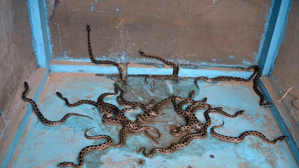 60 poisonous snakes found in school’s kitchen in Maharashtra | Latest ...