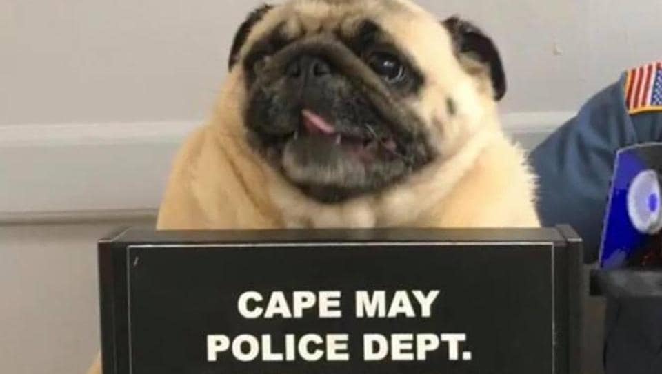 Police release mugshot of pug who ran away from home, bail paid in ...