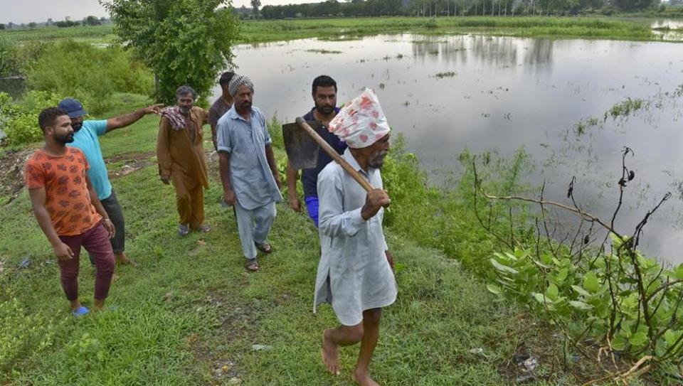 Overflowing Buddha Nullah in Ludhiana damages crops over 22 acres ...