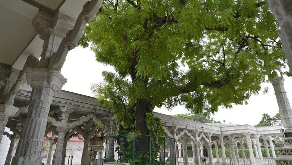 Photos| Delhi’s iconic trees: Green panel extended the stay on felling ...