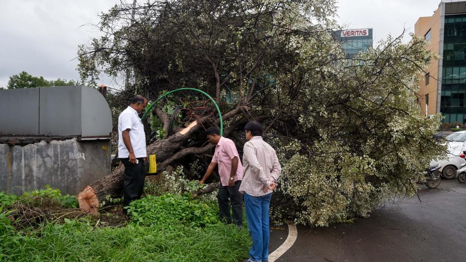 Closer to extinction: A hoarding may have cut short 30-year-old ...