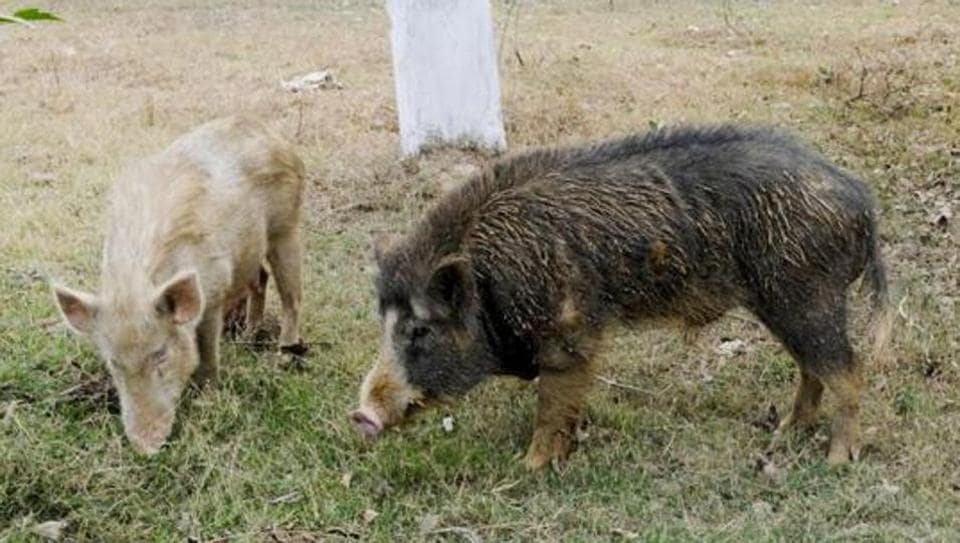 Tired of pig menace in your neighbourhood? It may end soon as PMC ...