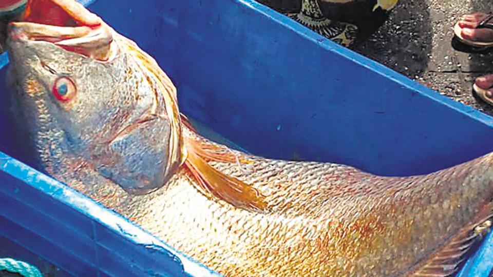 Prize catch:30-kg Ghol fish netted by Palghar brothers sold for ₹5.5 ...