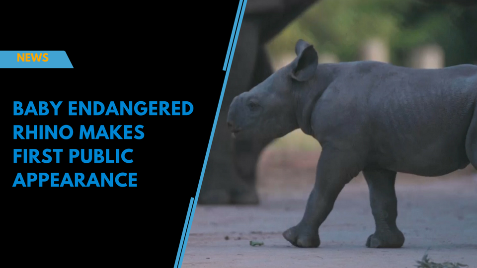 Baby endangered rhino makes first public appearance | Hindustan Times