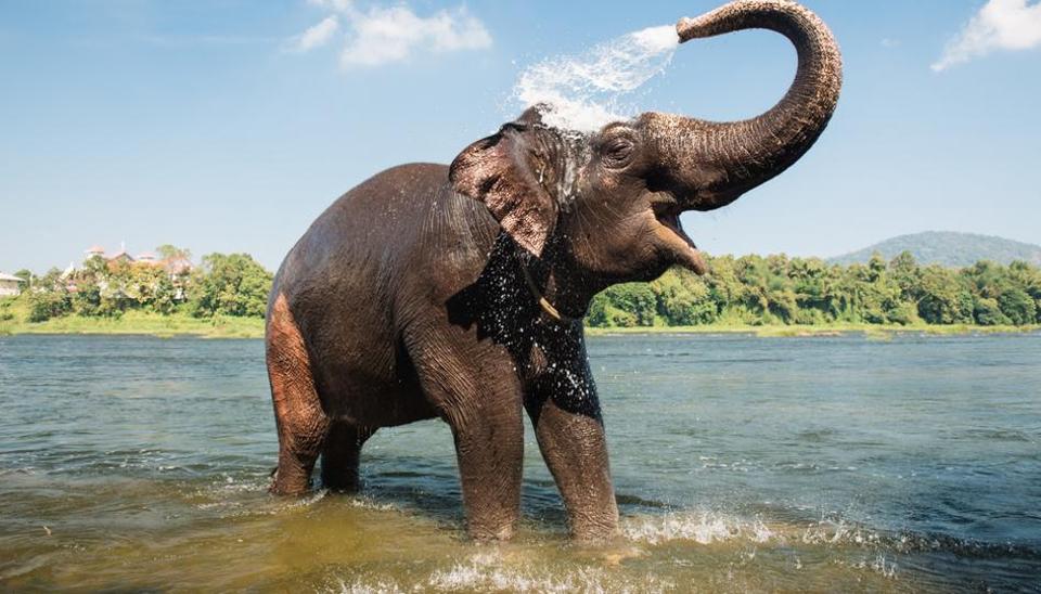 Cancer rarely affects elephants, here’s the real reason behind it | Health