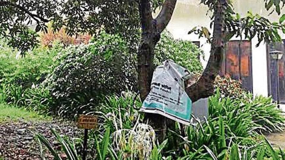 Under Vajpayee’s mango tree in Uttan | Mumbai news