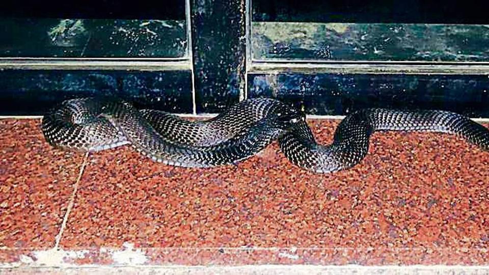 Ten snakes sighted, Gurugram’s wildlife team rescued them in two days ...