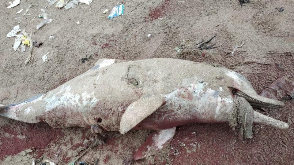 Dolphin carcass washes ashore Mumbai’s Marine Drive; 7th since June ...