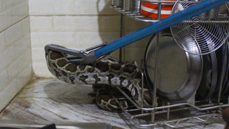 16 snakes, including 3-foot-long python, rescued in Gurugram after ...