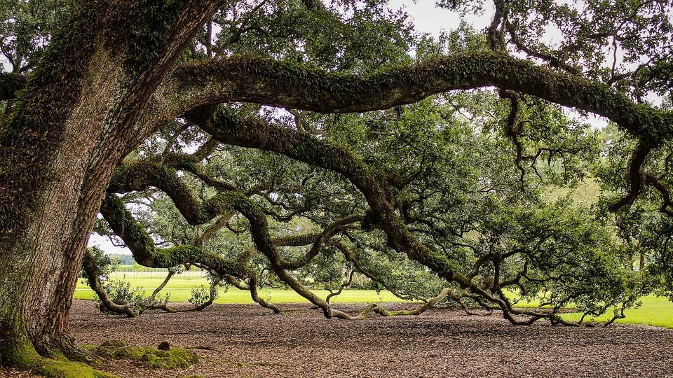 Pakistan kicks off ‘Ten Billion Trees Tsunami’ campaign against climate ...