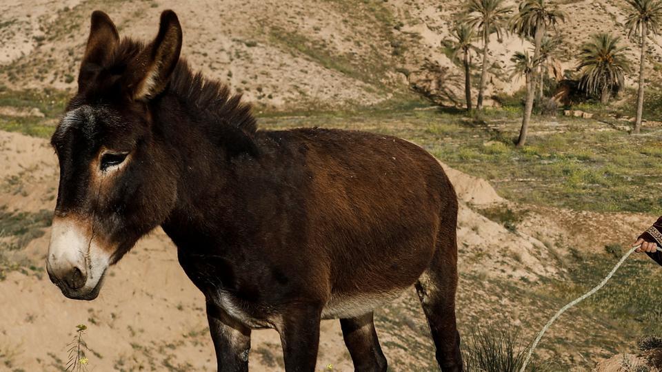 Donkey beaten to death after it bites six people in Varanasi ...