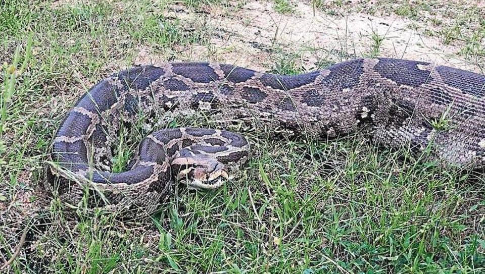 20-foot-long python that swallowed a dog rescued from Palwal district ...