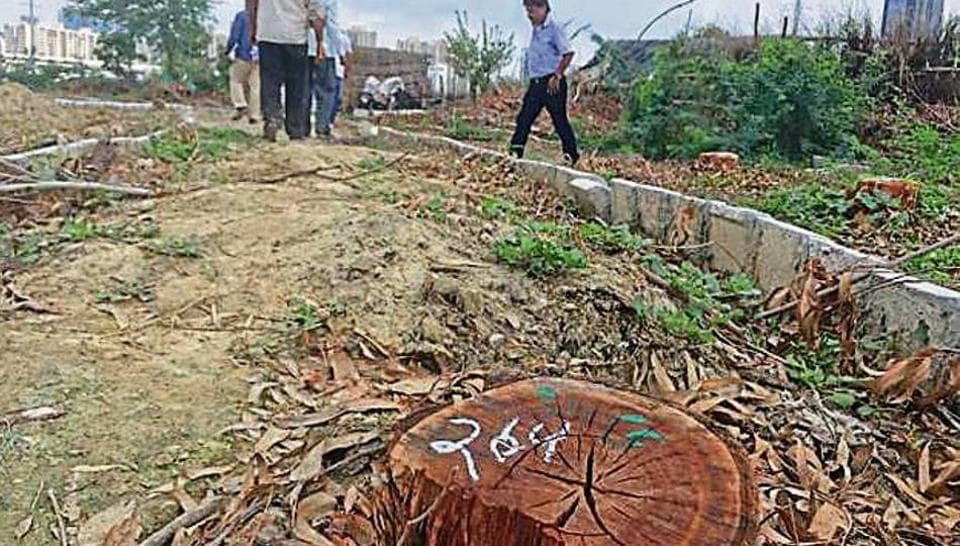 About 3,000 trees cut in Noida Sector 91 according to forest department ...