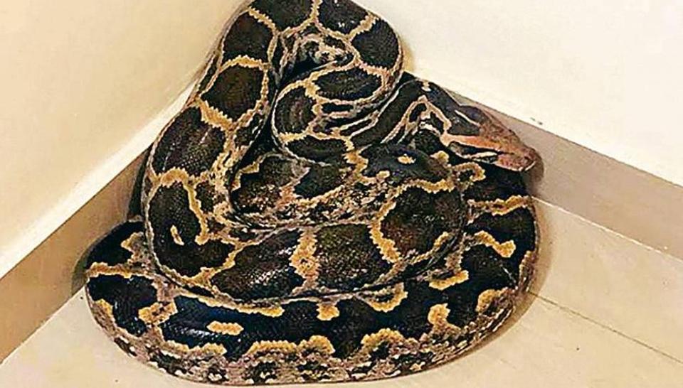 10-foot-long python rescued from Gurugram’s DLF-5 | Hindustan Times
