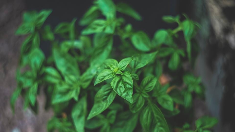 Benefits of tulasi, how this medicinal herb can keep you healthy | Health