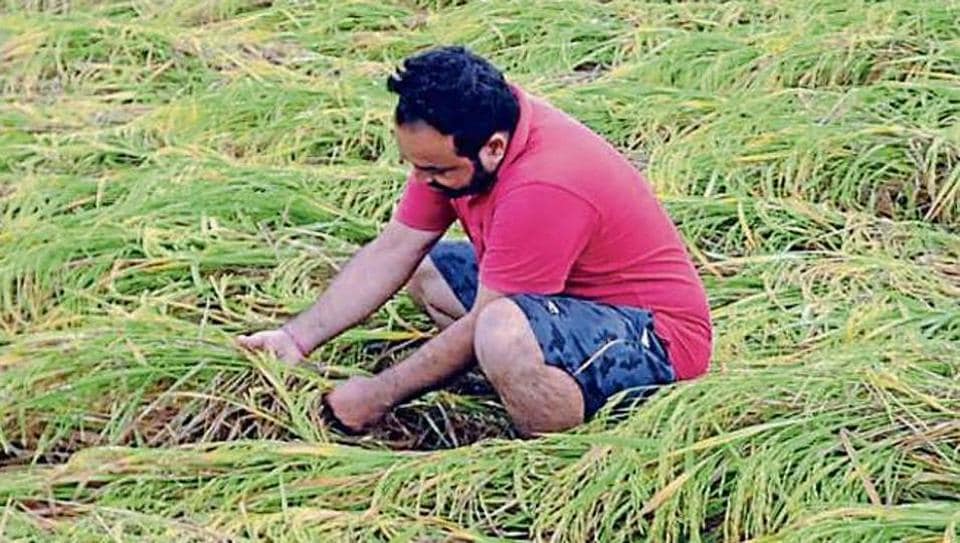Over 14,000 acre standing crop under water due to rain in Patiala ...