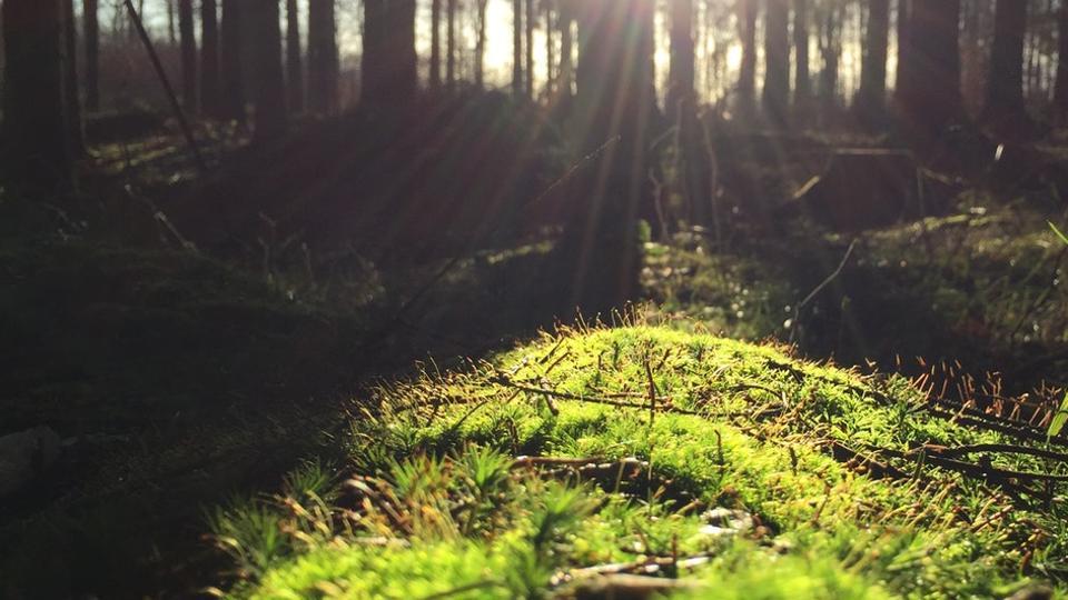 This video of a forest “breathing” has Twitter freaking out | Trending