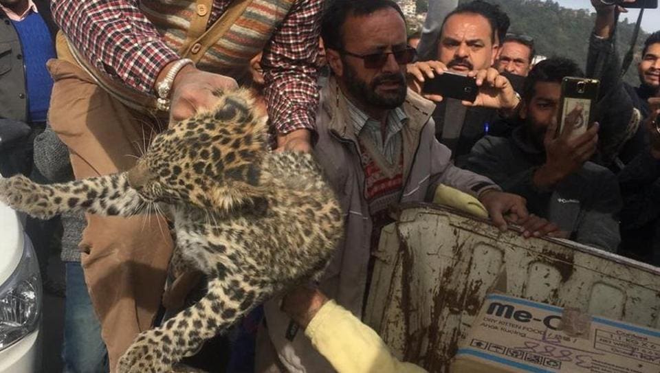 Leopard cub sneaks into Shimla, rescued by forest officials | Latest ...