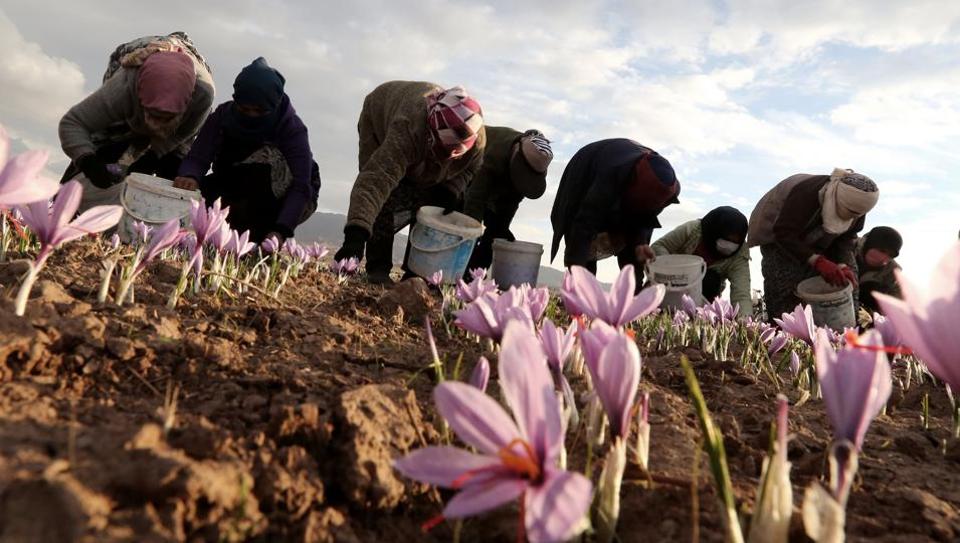 Photos: Iran seeks global recognition for its prized saffron ...