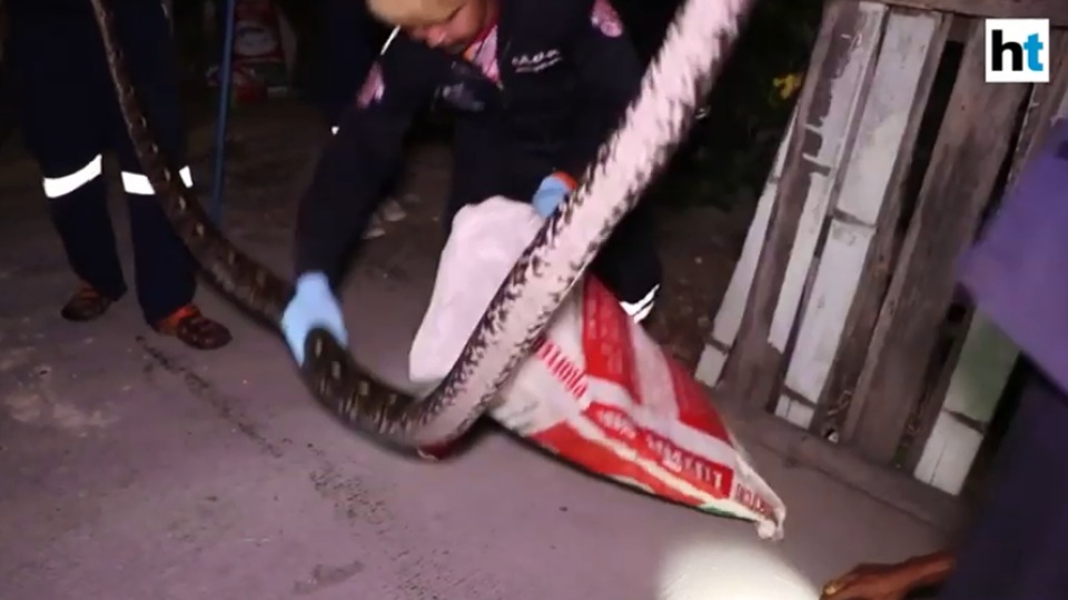 Rescuers find python under man’s home after cats go missing | Hindustan ...